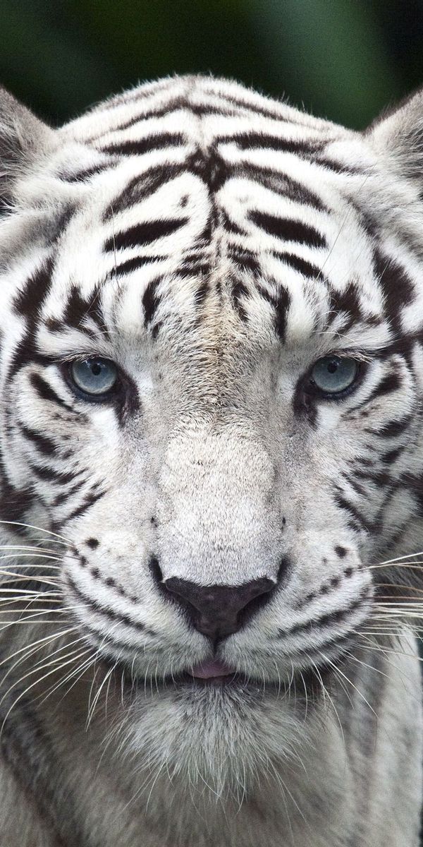 Phone wallpaper: Predator, Streaks, Animals, Big Cat, Sight, Opinion ...