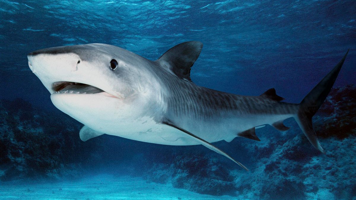 Free Sharks 4K Wallpapers & Desktop HD Backgrounds for PC
