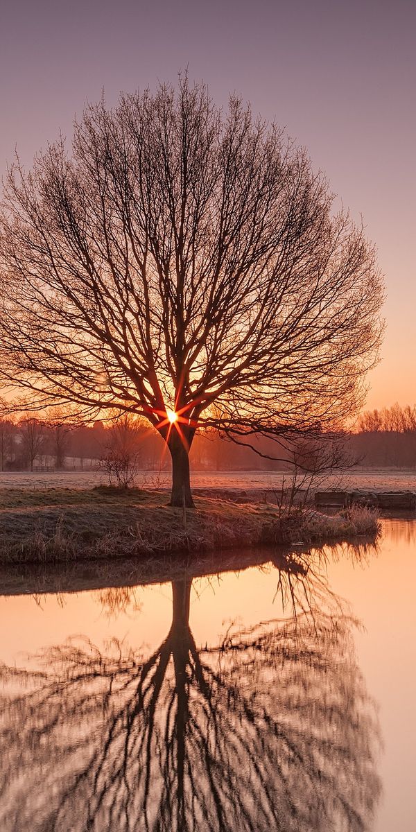 Phone wallpaper: Sky, Sun, Earth, Tree, Water, Reflection 587557