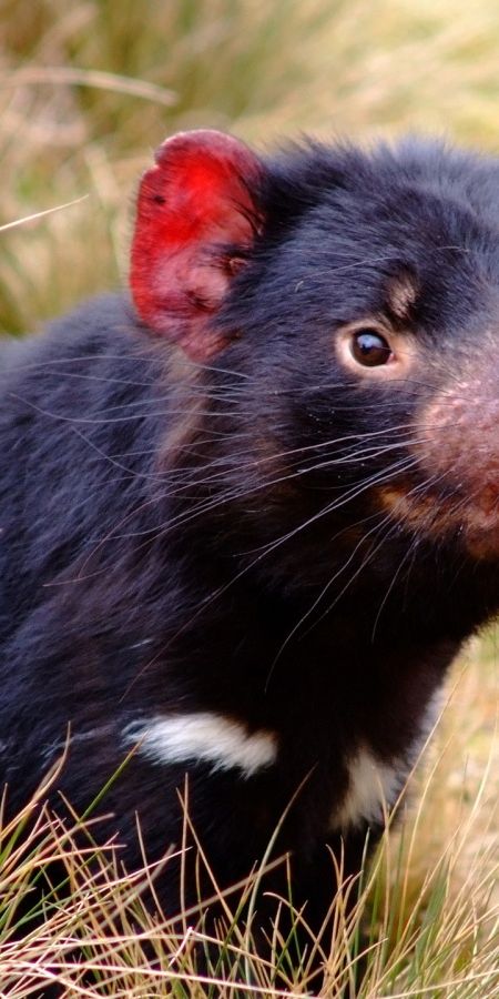 Free Tasmanian Devil 4K Wallpapers & Desktop HD Backgrounds for PC