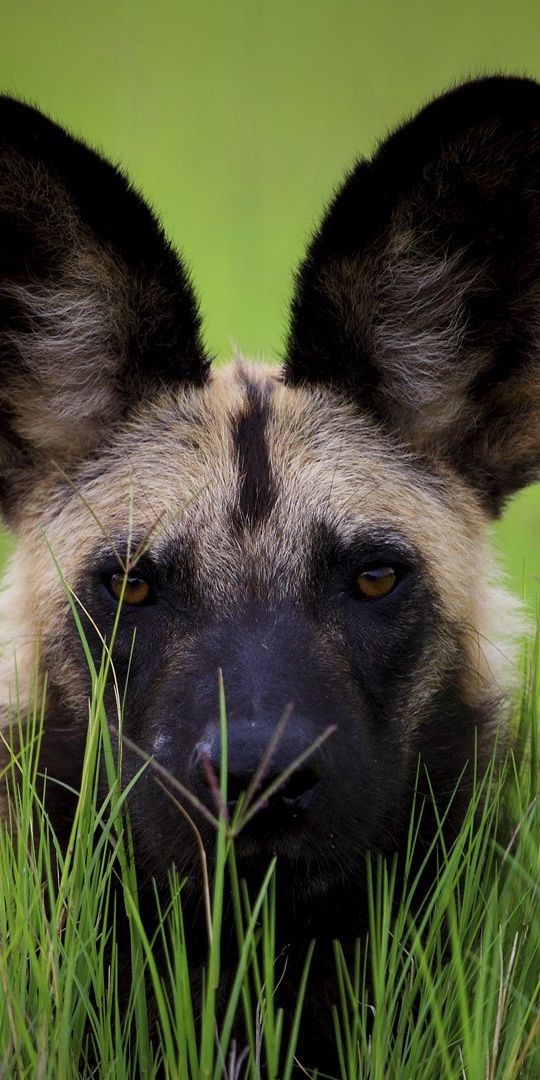 Free African Wild Dog 4K Wallpapers & Desktop HD Backgrounds for PC