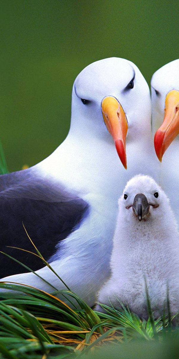 Free Albatross 4K Wallpapers & Desktop HD Backgrounds for PC
