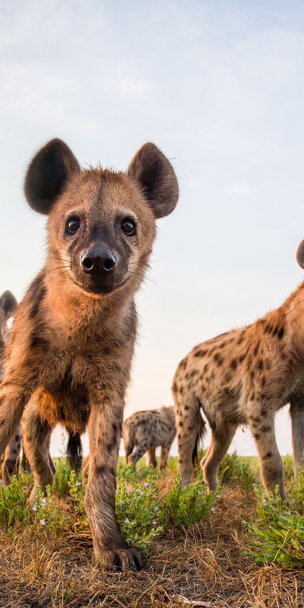 Papel de parede HD para desktop: Animais, Hiena Malhada baixar imagem ...