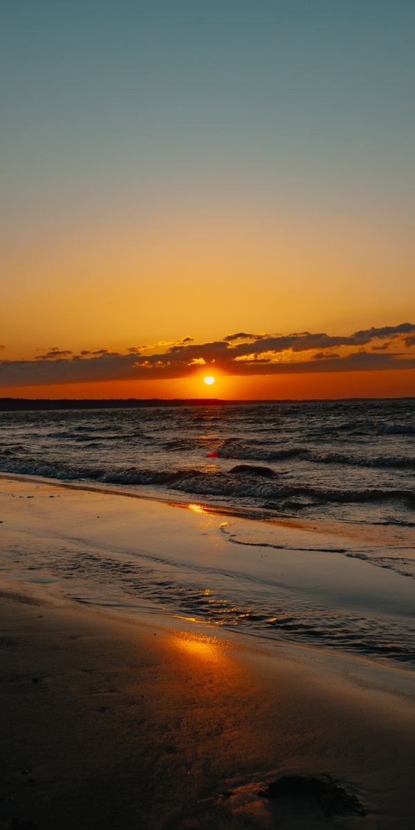 Sunset Landscape with Vibrant Flowers and Ocean View
