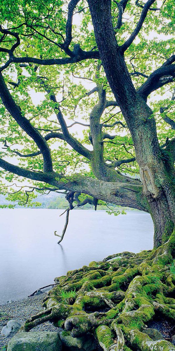 Free Oak Tree 4K Wallpapers & Desktop HD Backgrounds for PC