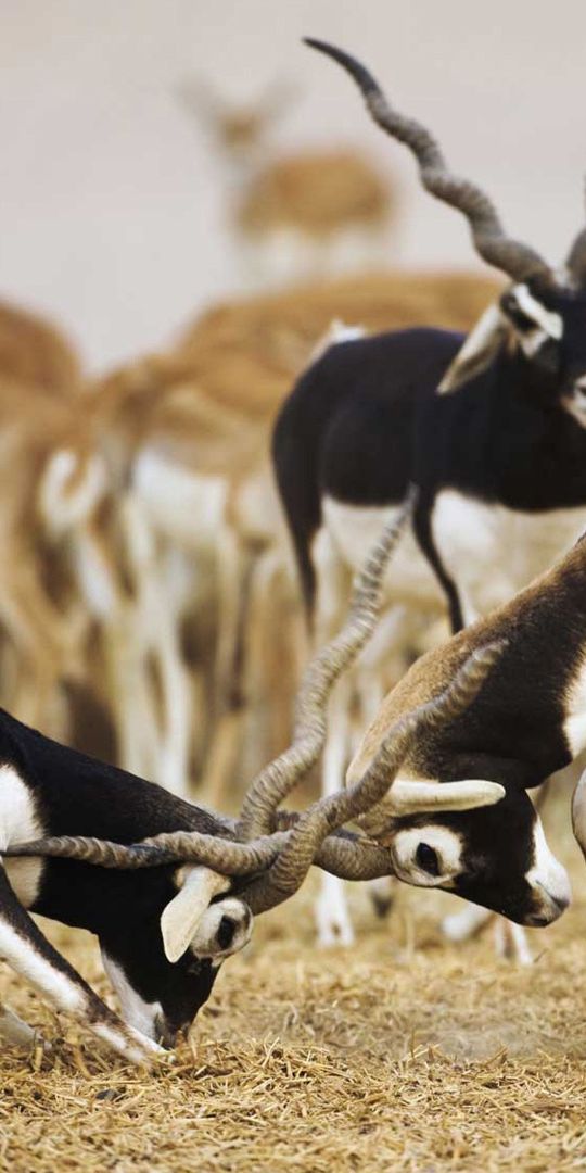 Blackbuck Phone Wallpapers: Free 4K & HD Downloads | mob.org