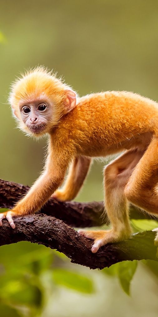 Fond d'écran HD: Singe Doré Au Nez Retroussé, Singes, Animaux ...