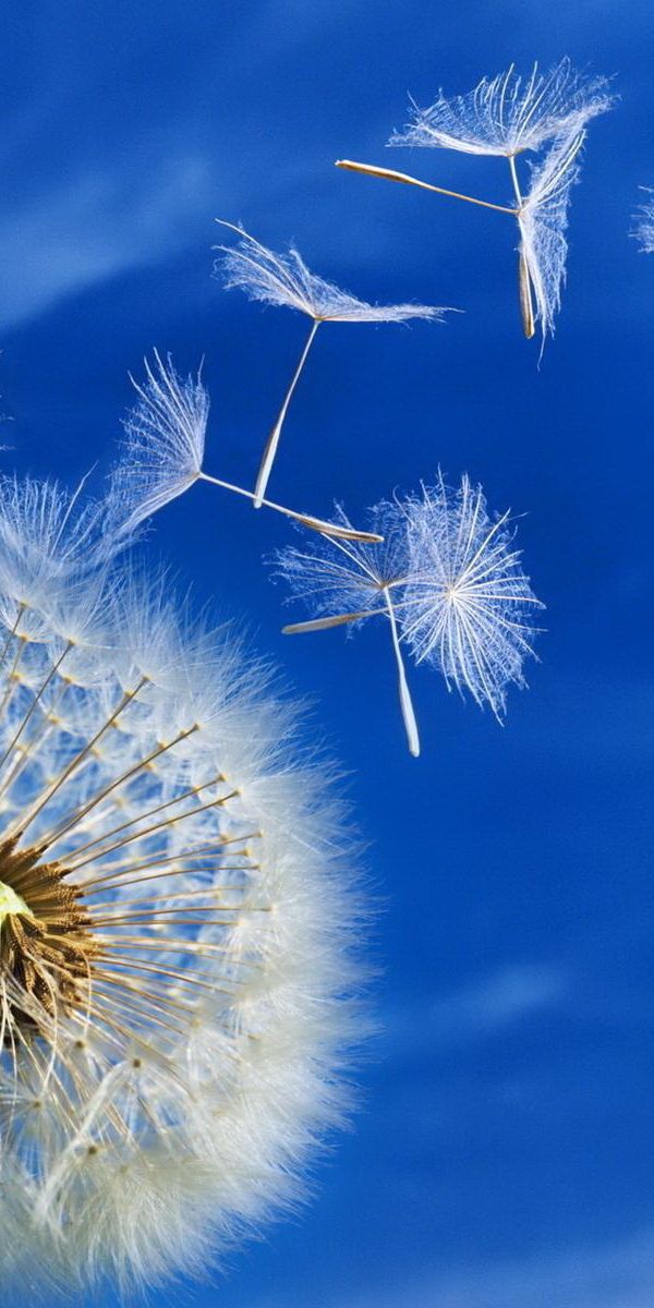 Phone wallpaper: Dandelion, Earth 589935