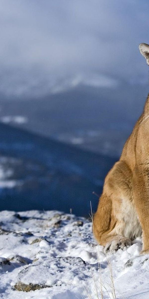 Free Cougar 4K Wallpapers & Desktop HD Backgrounds for PC