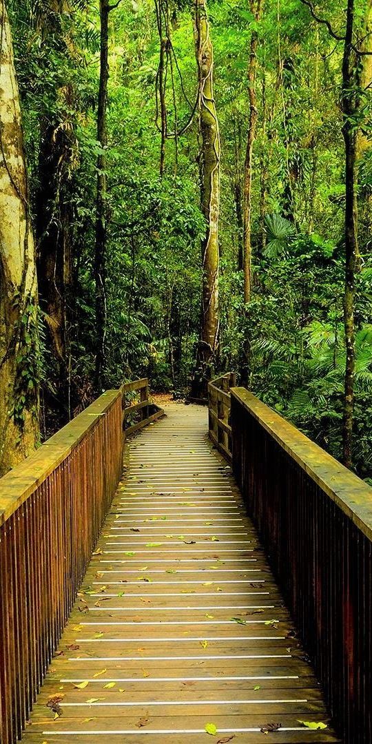 Phone wallpaper: Bridges, Wooden, Forest, Bridge, Jungle, Man Made ...