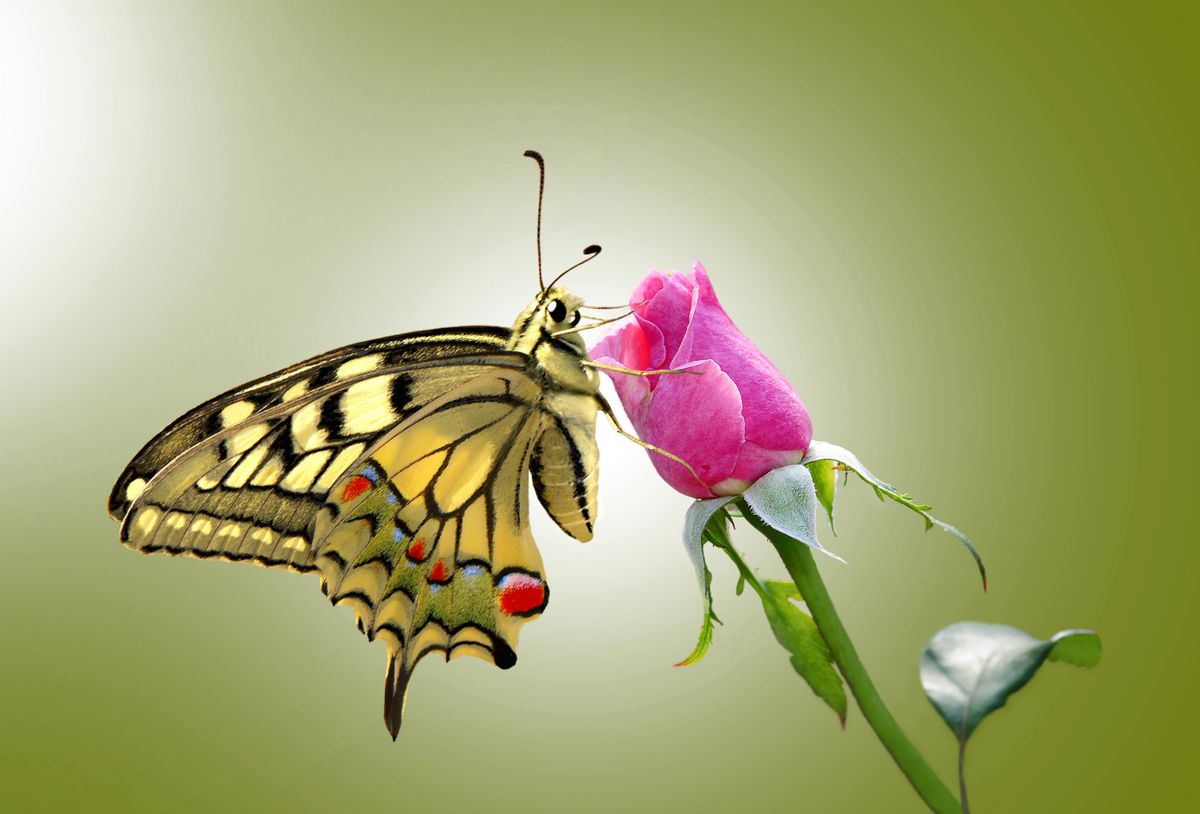 Download "Insects" wallpapers for mobile phone, free "Insects" HD pictures