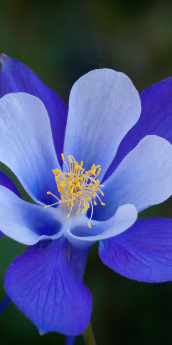 Free Columbine 4K Wallpapers & Desktop HD Backgrounds for PC