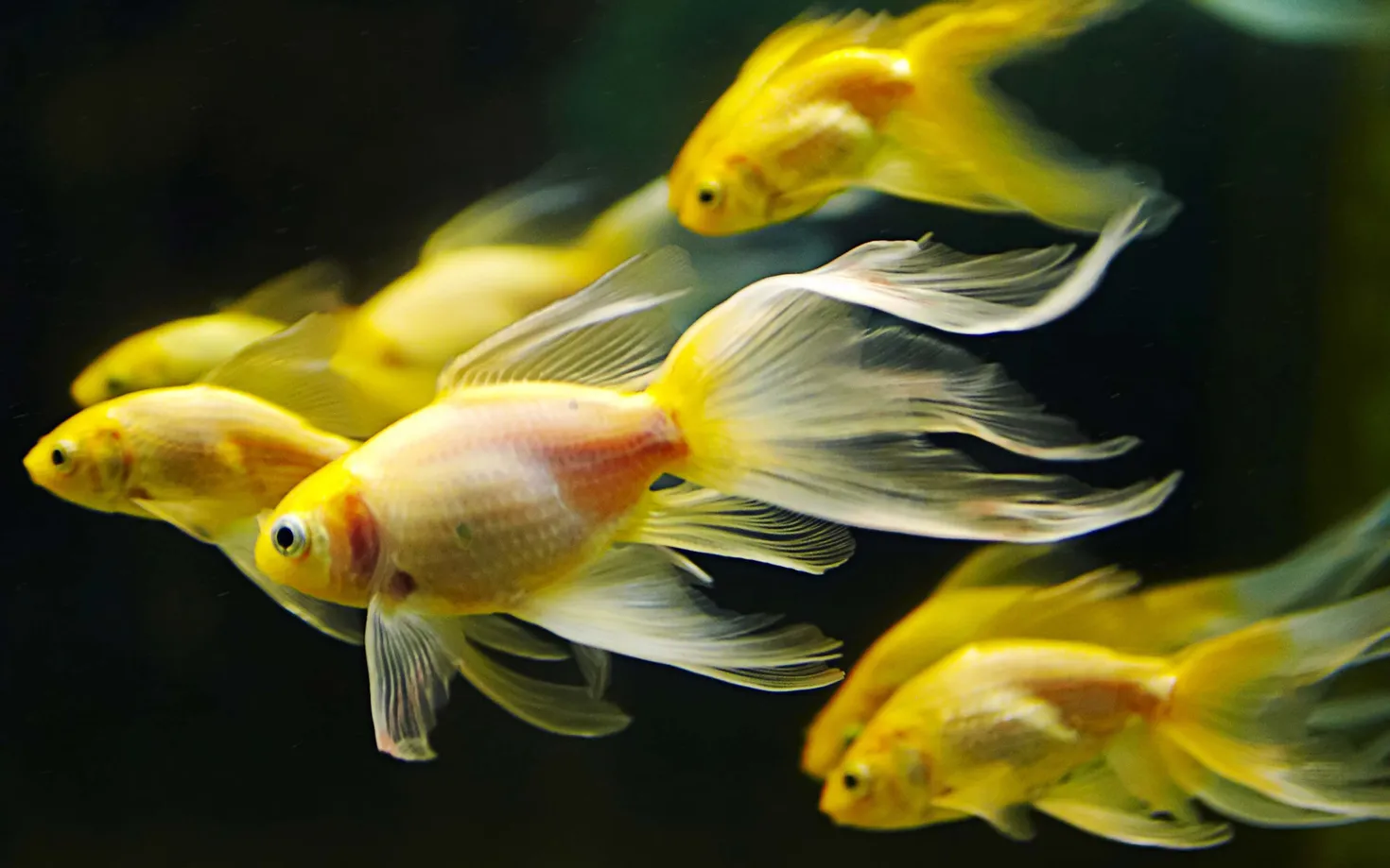 Fondo de pantalla de Peces de PC, gratis para computadora 4K