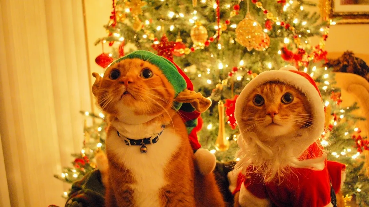 Fond d'écran HD: Humour, Chat, Noël, Décorations De Noël, Chapeau De ...