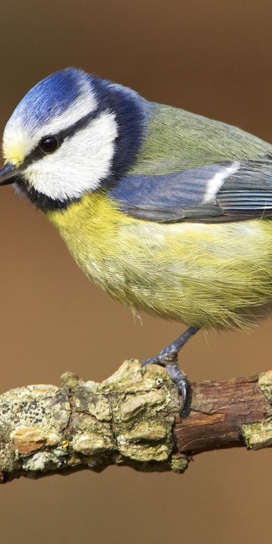 Hintergrundbild für Handys: Meise, Blaumeise, Eurasische Blaumeise, Ast ...