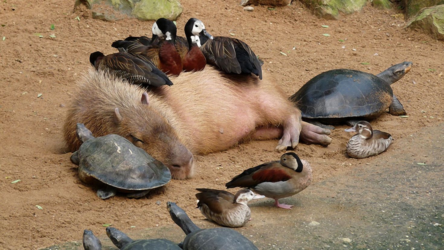 Free Capybara 4K Wallpapers & Desktop HD Backgrounds for PC