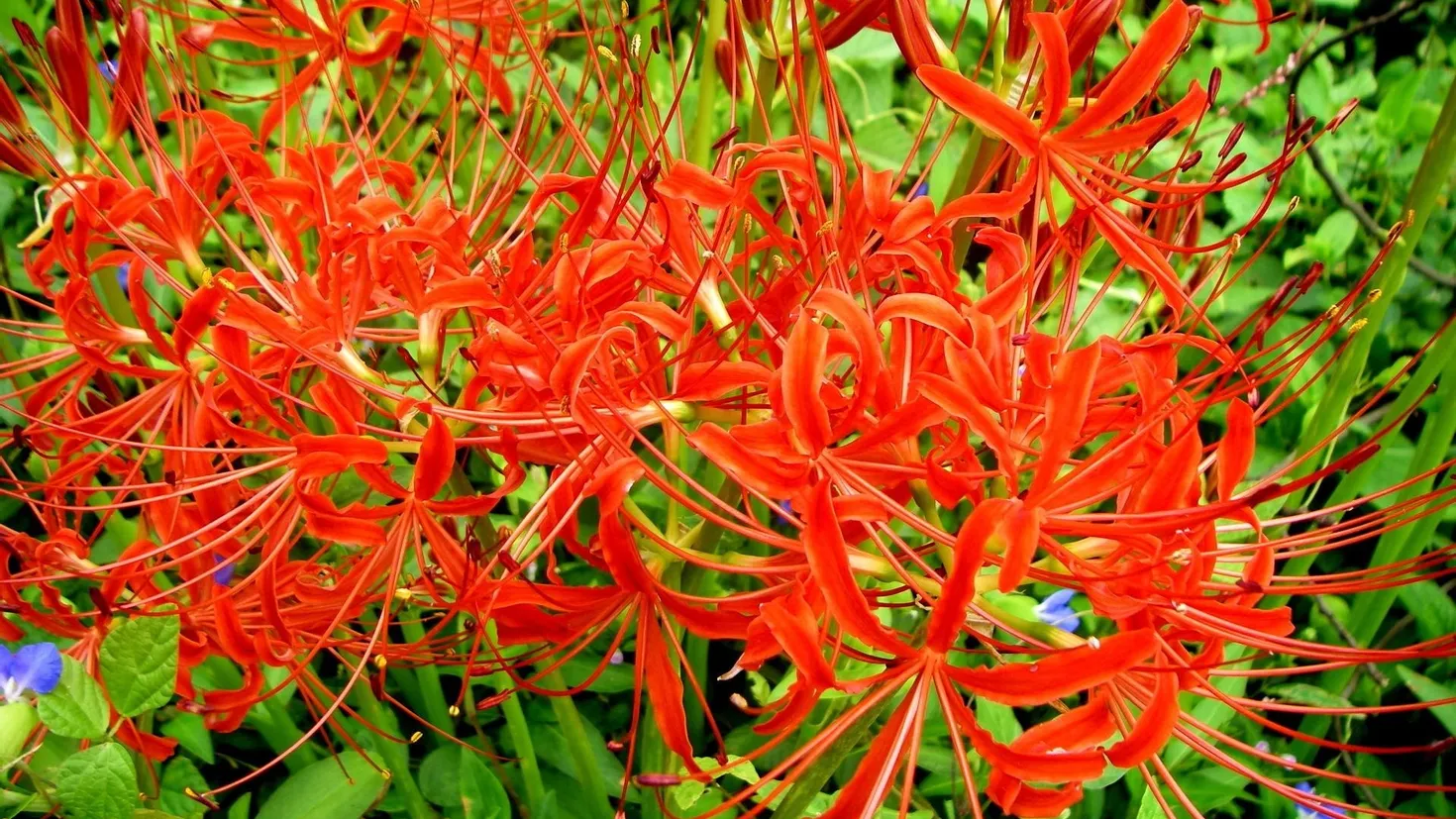 Free Spider Lily 4K Wallpapers & Desktop HD Backgrounds for PC