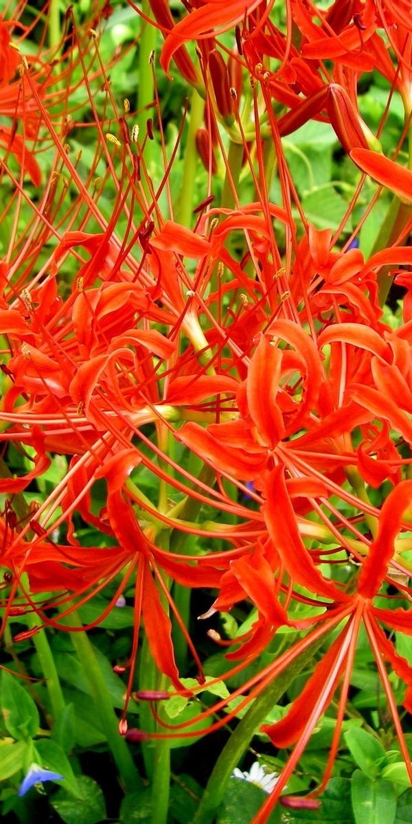 Free Spider Lily 4K Wallpapers & Desktop HD Backgrounds for PC