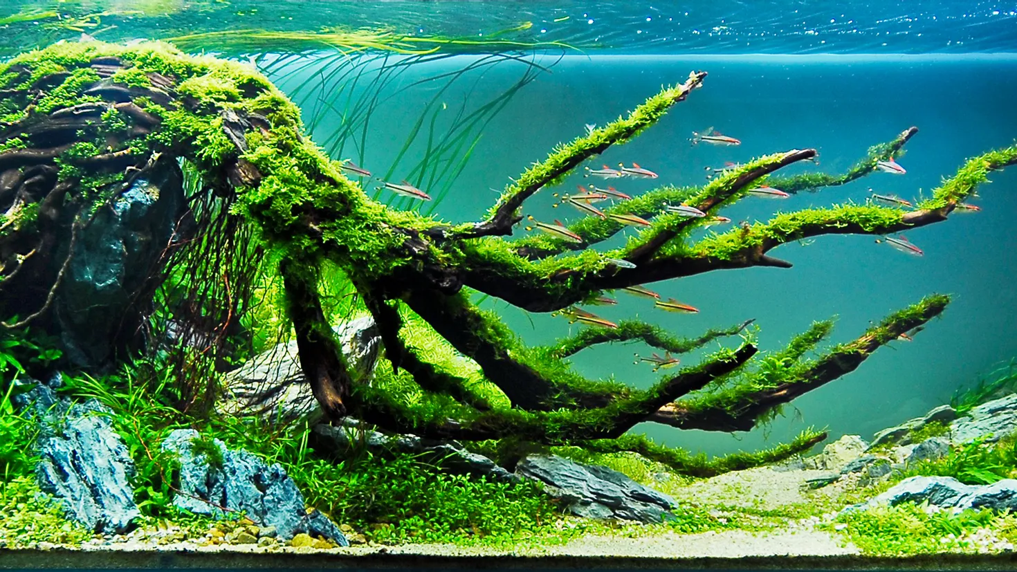Fond d'écran HD: Aquarium, Construction Humaine télécharger une image ...