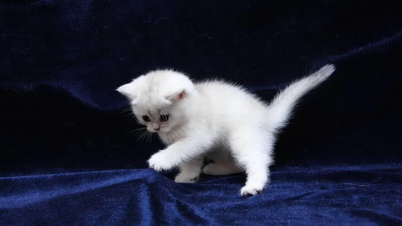 Обои на рабочий стол: Синий, Котенок, Животные, Белый, Шелк, 130068 для ПК