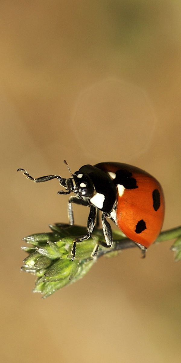 Phone wallpaper: Insects, Ladybugs 32751
