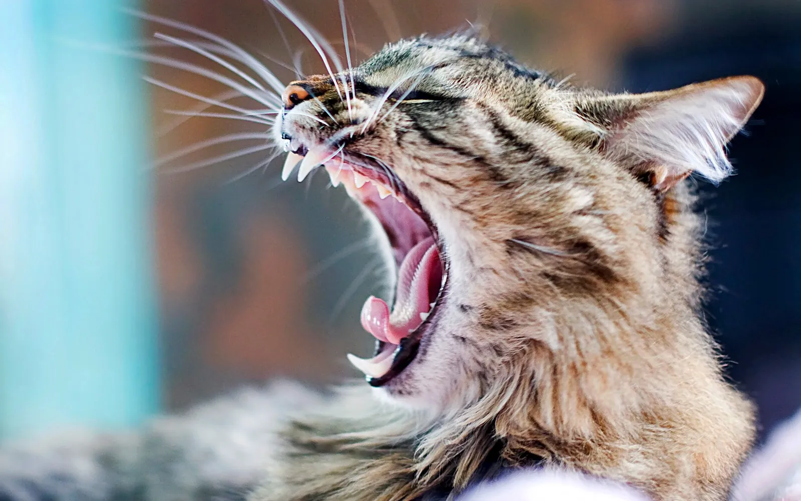 Free Meow 4K Wallpapers & Desktop HD Backgrounds for PC