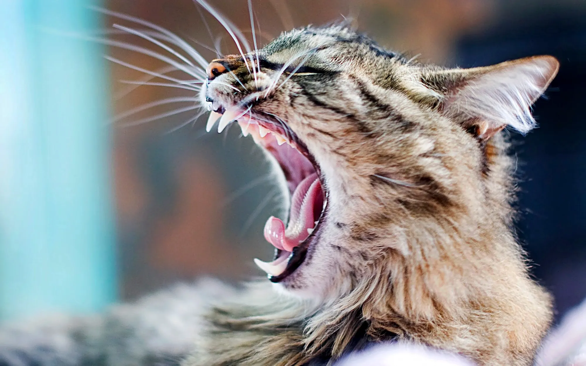 Free Meow 4K Wallpapers & Desktop HD Backgrounds for PC