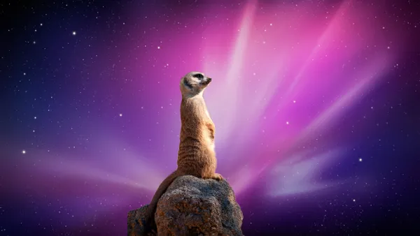 Desktop wallpaper: Meerkat, Animal 4K free download for PC. 166610