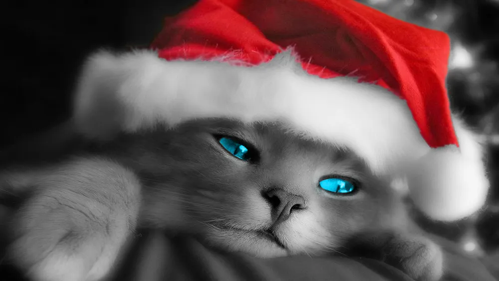 Fond d'écran HD: Chat, Noël, Animaux, Chapeau De Père Noël, Yeux Bleus ...