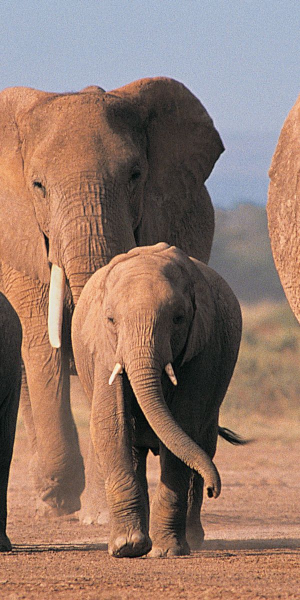 Fondo de pantalla de PC Animales, Elefantes, Elefante Africano De ...