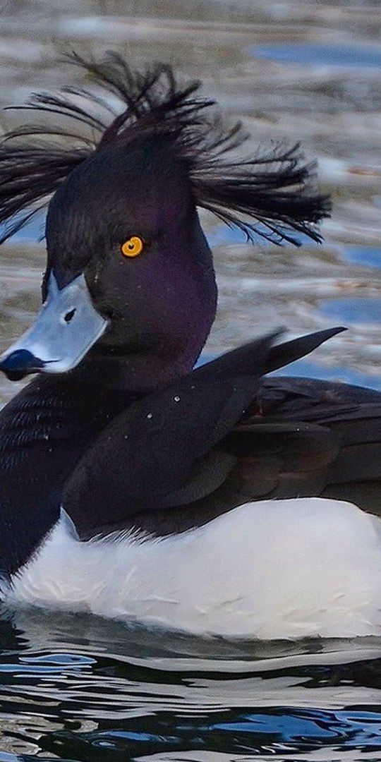 Tufted Duck Phone Wallpapers: Free 4K & HD Downloads | mob.org
