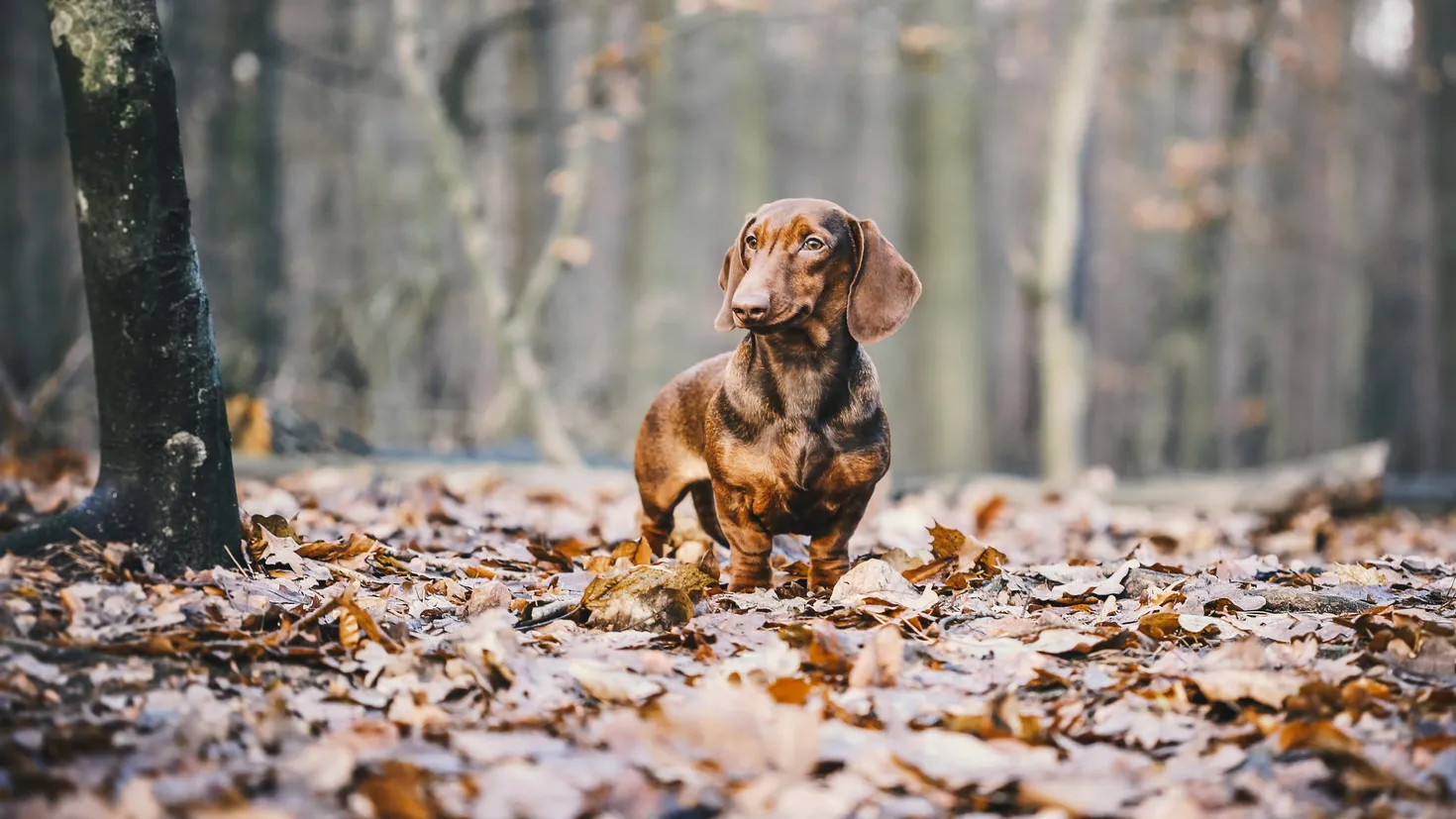 Desktop wallpaper: Animal, Dachshund, Depth Of Field, Dog, Fall, Forest ...