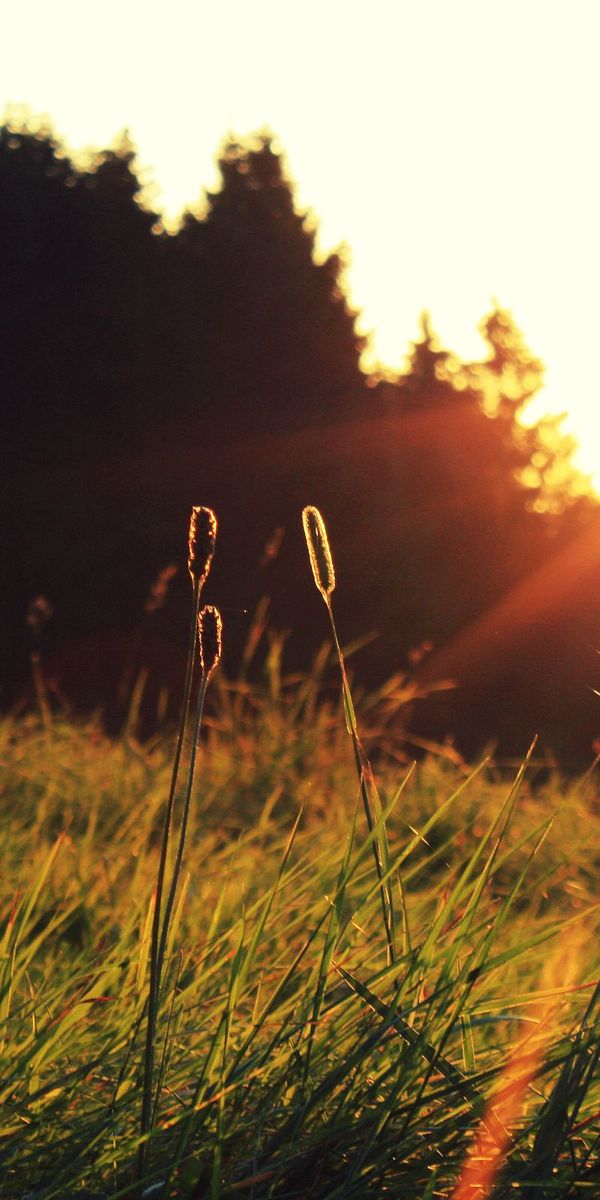 Free Foreground 4K Wallpapers & Desktop HD Backgrounds for PC