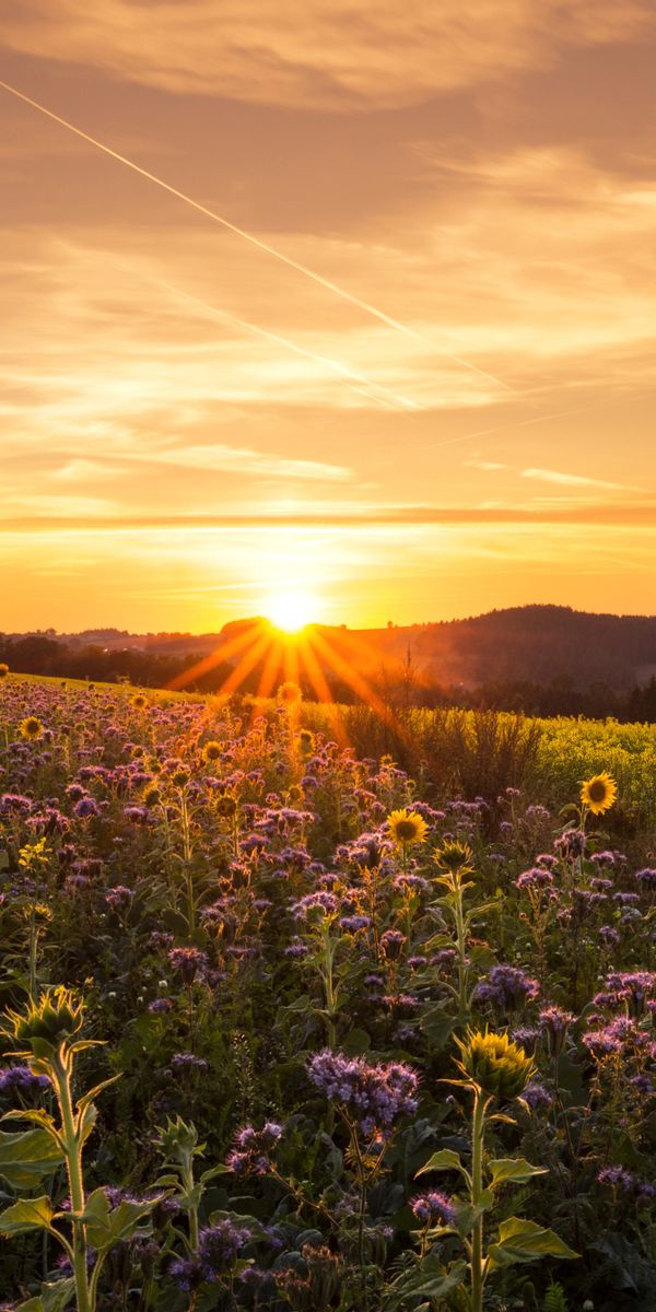 Phone wallpaper: Yellow Flower, Sky, Sunrise, Sunflower, Earth, Field ...