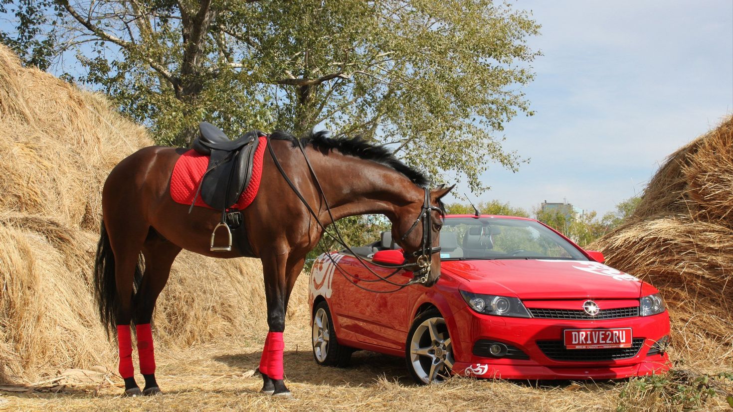 Fond d'écran HD: Animaux, Voiture, Cheval télécharger une image ...