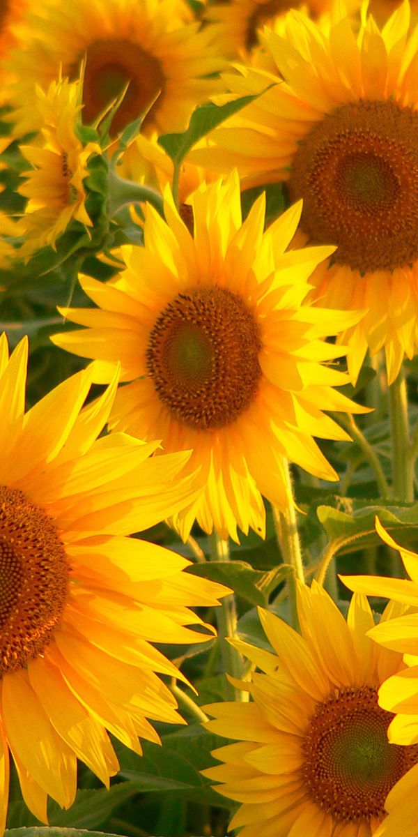 Desktop wallpaper: Sunflower, Earth, Field, Flower, Flowers 4K free ...