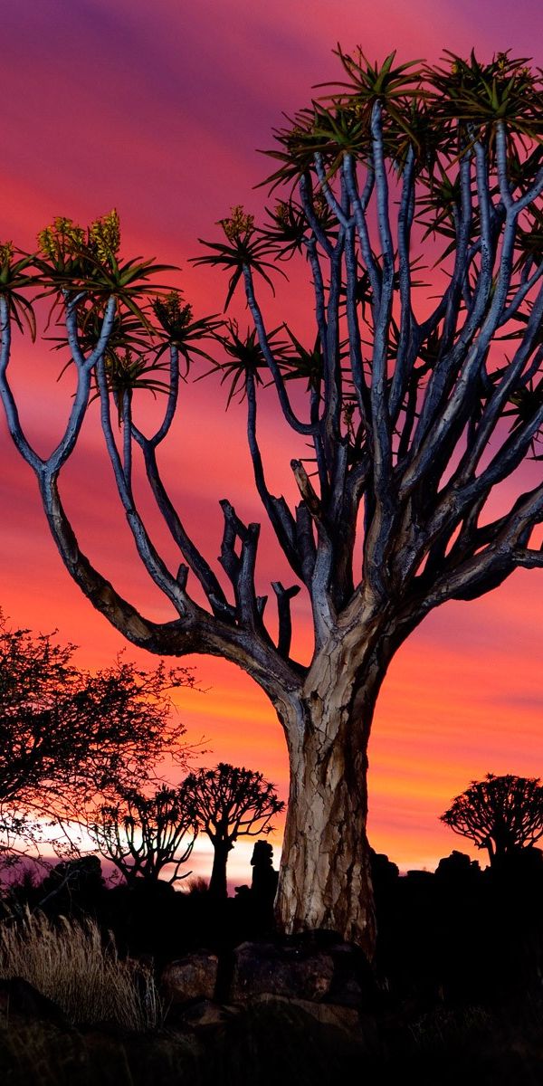 Quiver Tree Phone Wallpapers: Free 4K & HD Downloads | mob.org