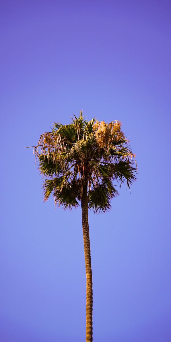 Clean Phone Wallpapers: Free 4K & HD Downloads | mob.org