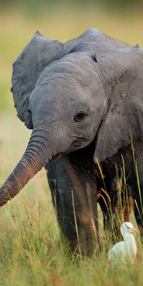 Fondo de pantalla de PC Elefantes, Elefante Africano De Sabana ...