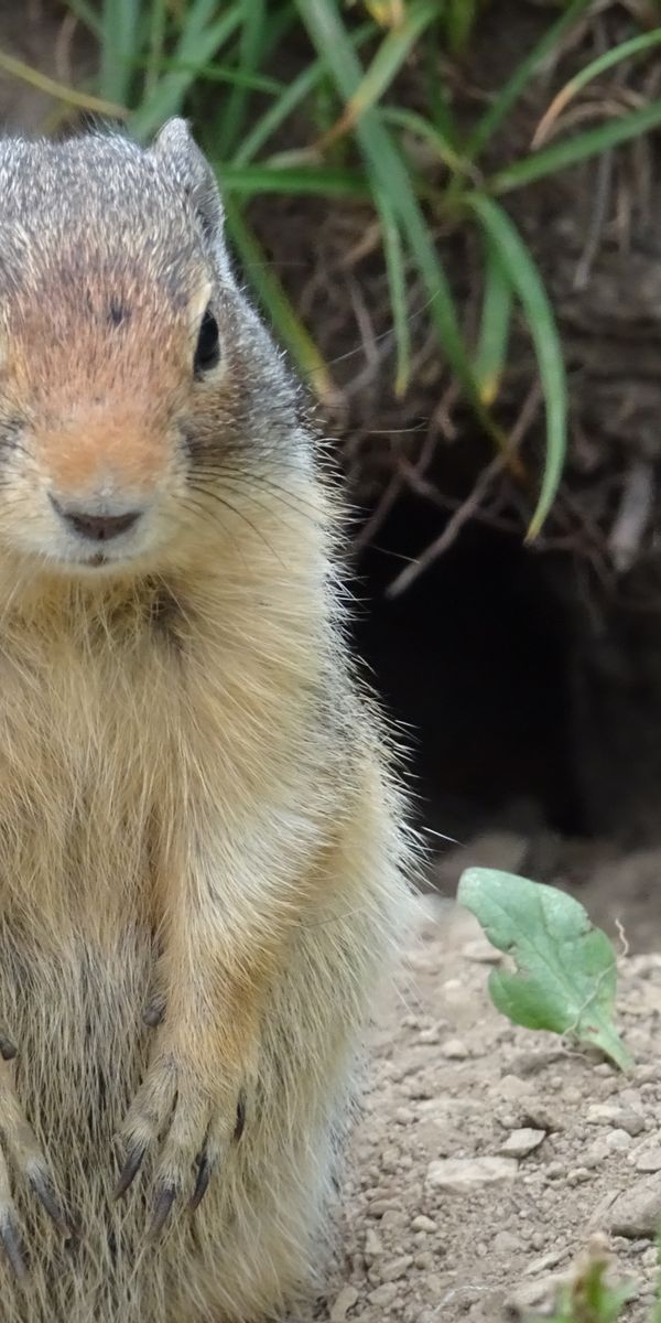 Marmot Phone Wallpapers: Free 4K & HD Downloads | mob.org