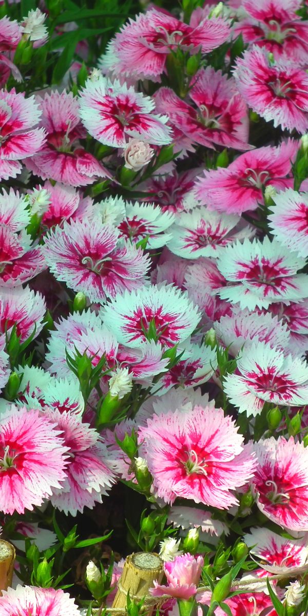 Free Dianthus 4K Wallpapers & Desktop HD Backgrounds for PC