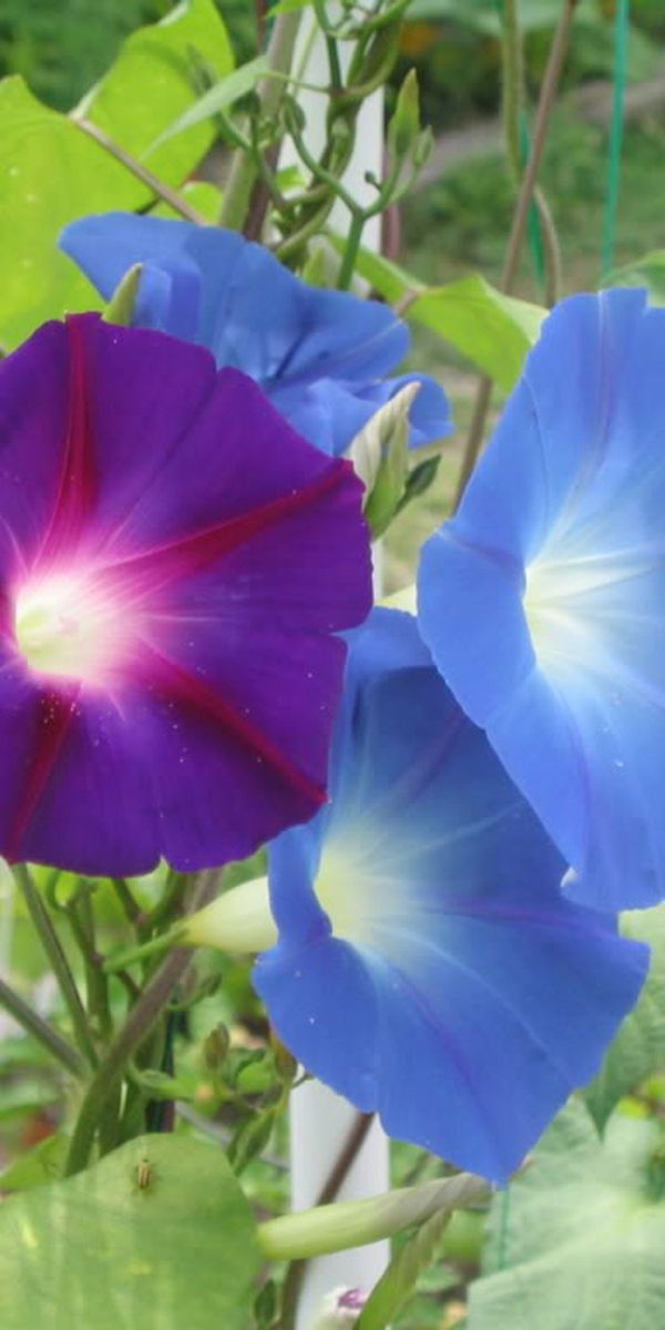 Free Morning Glory 4K Wallpapers & Desktop HD Backgrounds for PC