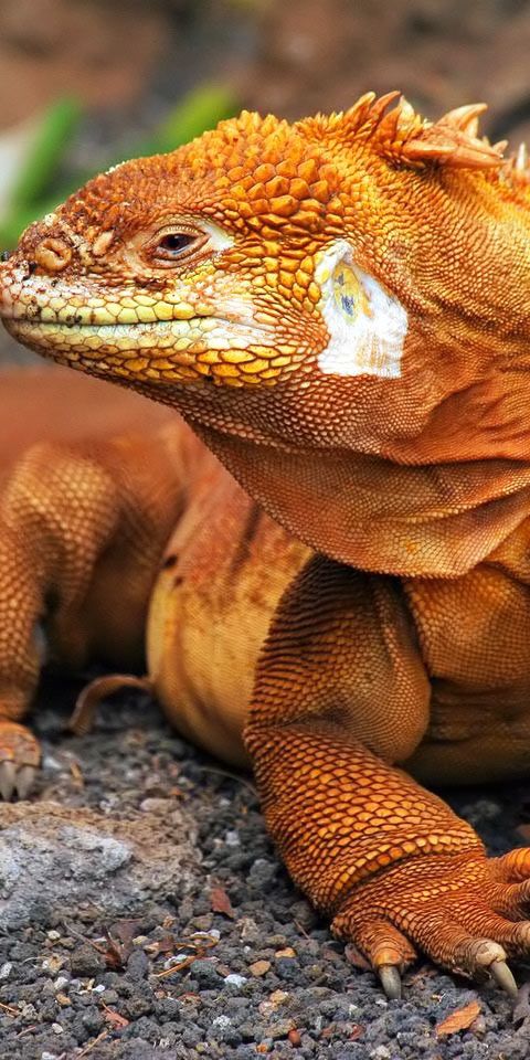 Komodo Phone Wallpapers: Free 4K & HD Downloads | mob.org