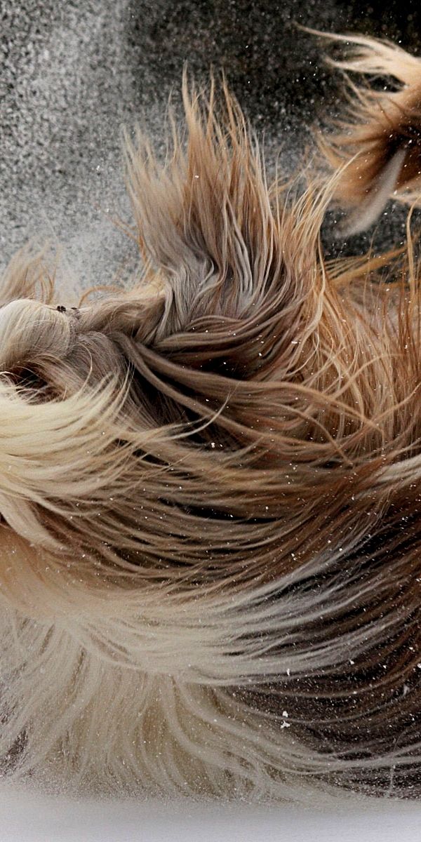 Bearded Collie Phone Wallpapers: Free 4K & HD Downloads | mob.org