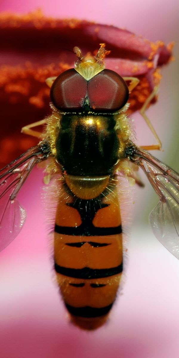 Free Syrphid Flies 4K Wallpapers & Desktop HD Backgrounds for PC