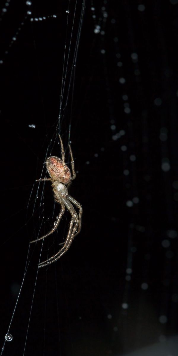 Phone wallpaper: Animal, Spider, Macro, Spider Web, Spiders 464724