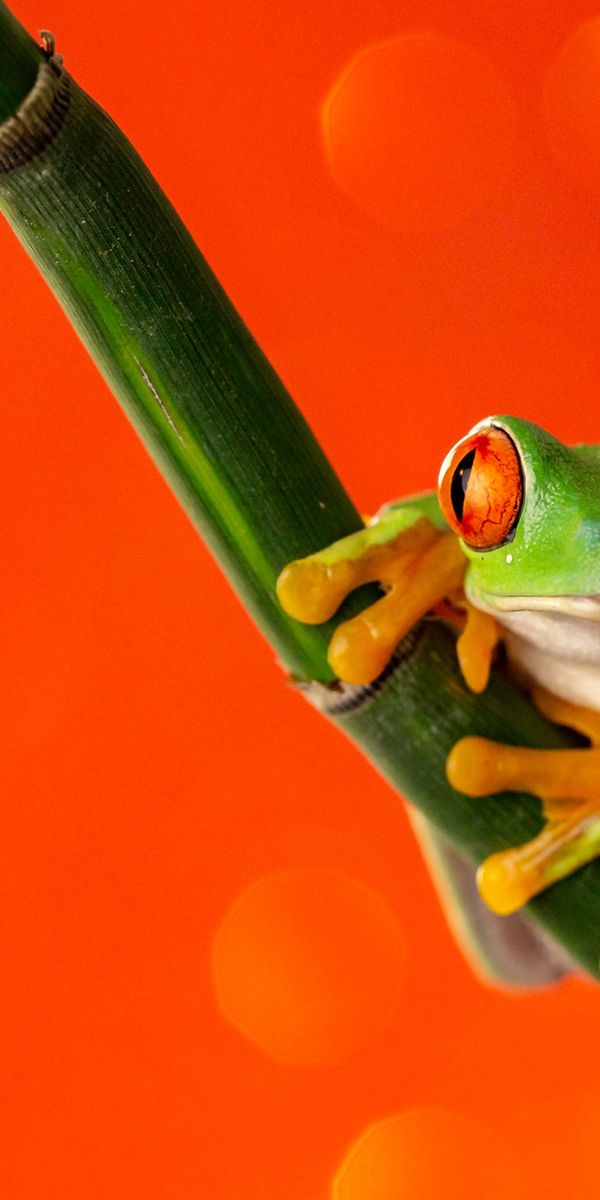 Desktop wallpaper: Animal, Red Eyed Tree Frog, Amphibian, Frog, Frogs ...