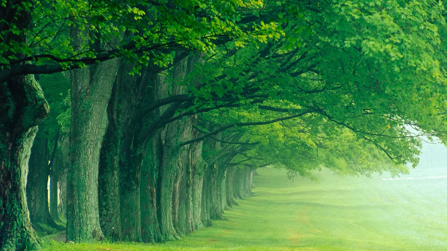 Desktop wallpaper: Earth, Forest 4K free download for PC. 1076048
