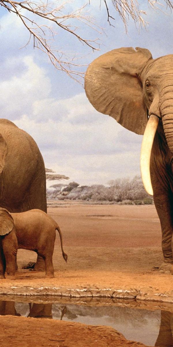 Fondo de pantalla de PC Animales, Elefante Africano De Sabana, 1437667.