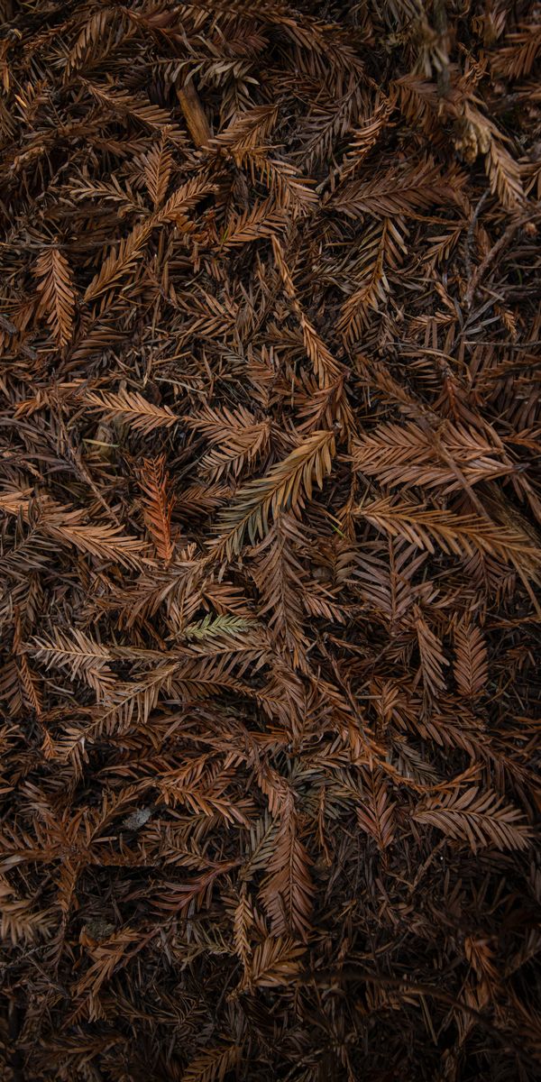 Brown Phone Wallpapers: Free 4K & HD Downloads | mob.org